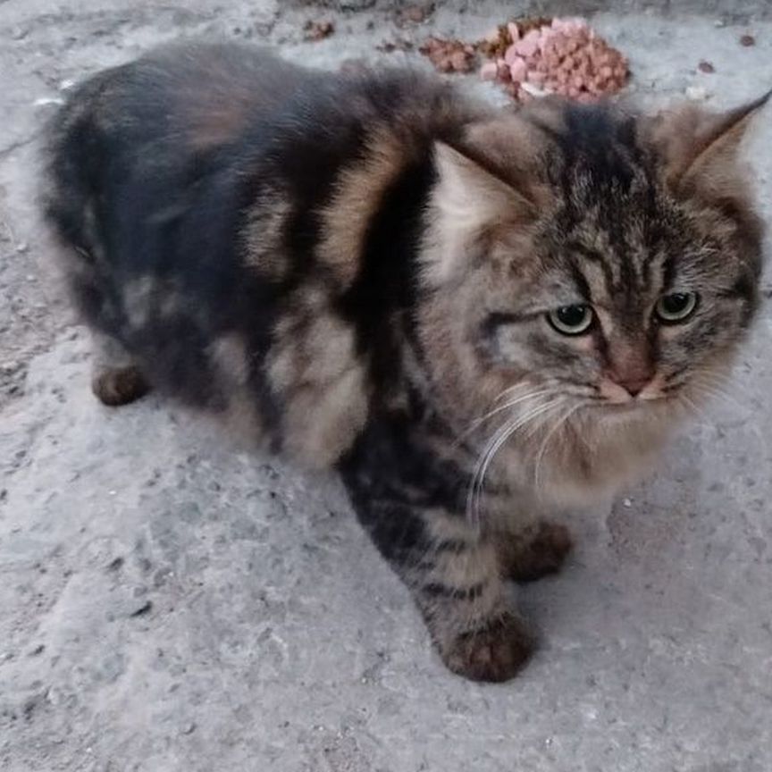 Пристраивается в добрые руки