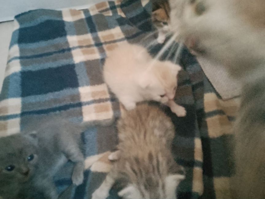 Котята Вислоушки