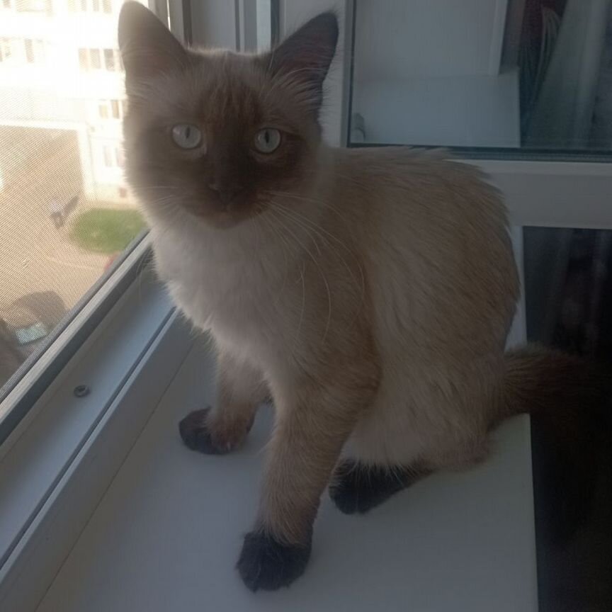 Невский маскарадный котёнок