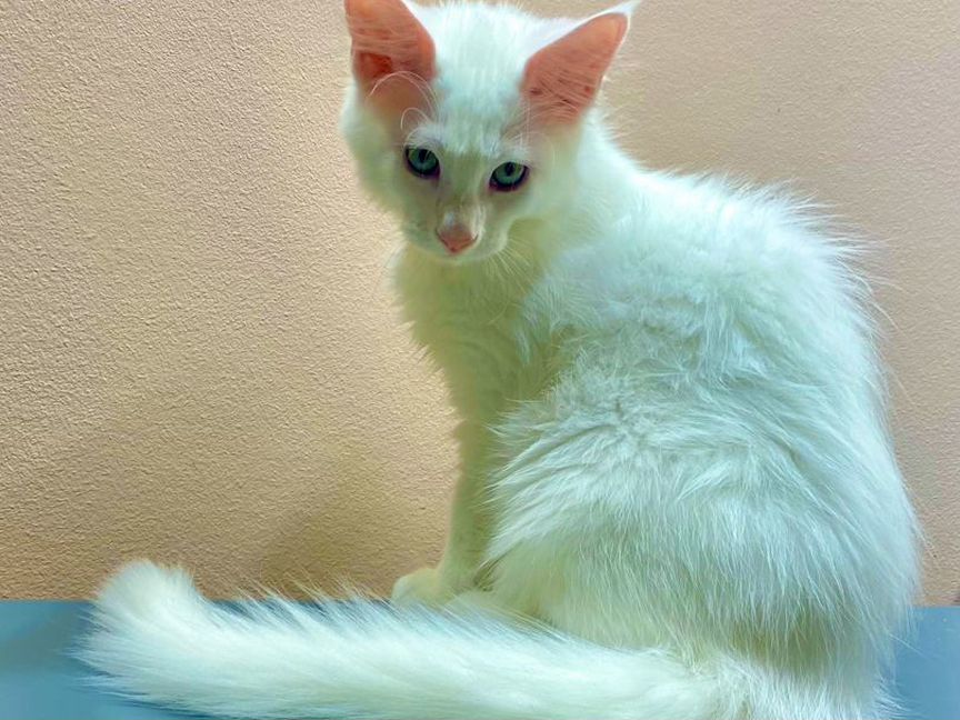 Котята мейн-кун