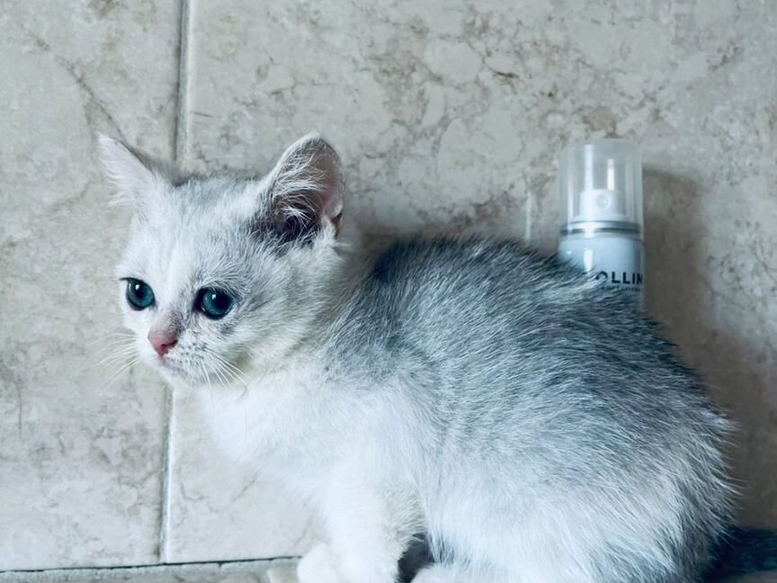 Кошка