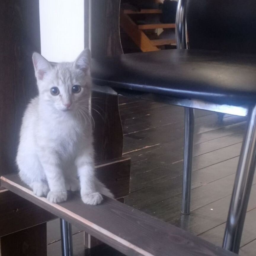 Сибирский котёнок