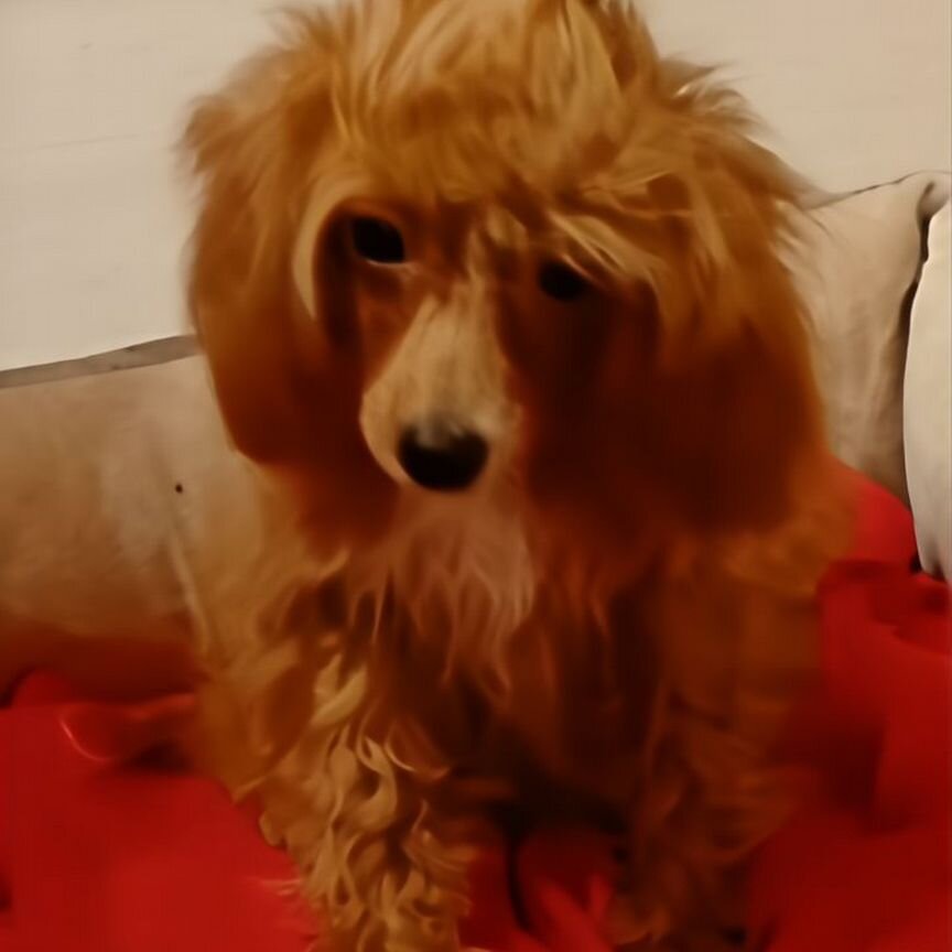 Той-пудель, щенок