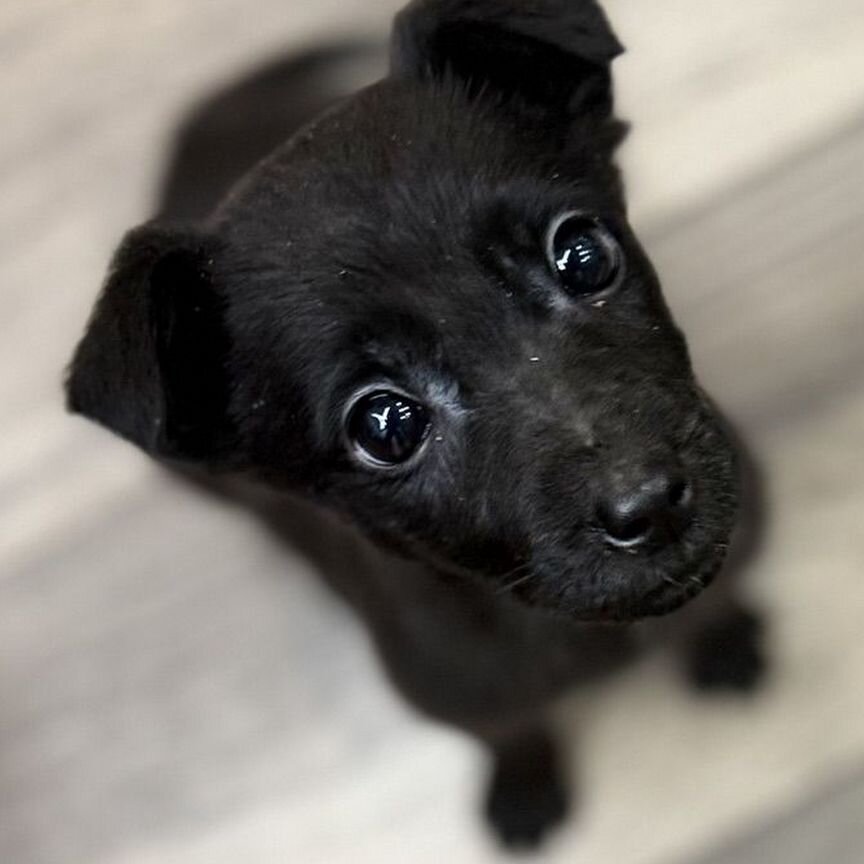 Щенок в добрые руки