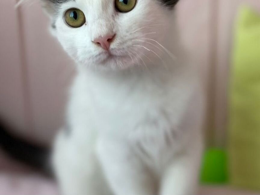 Альби ищет семью