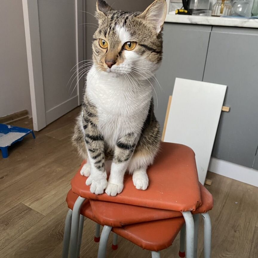 Кот
