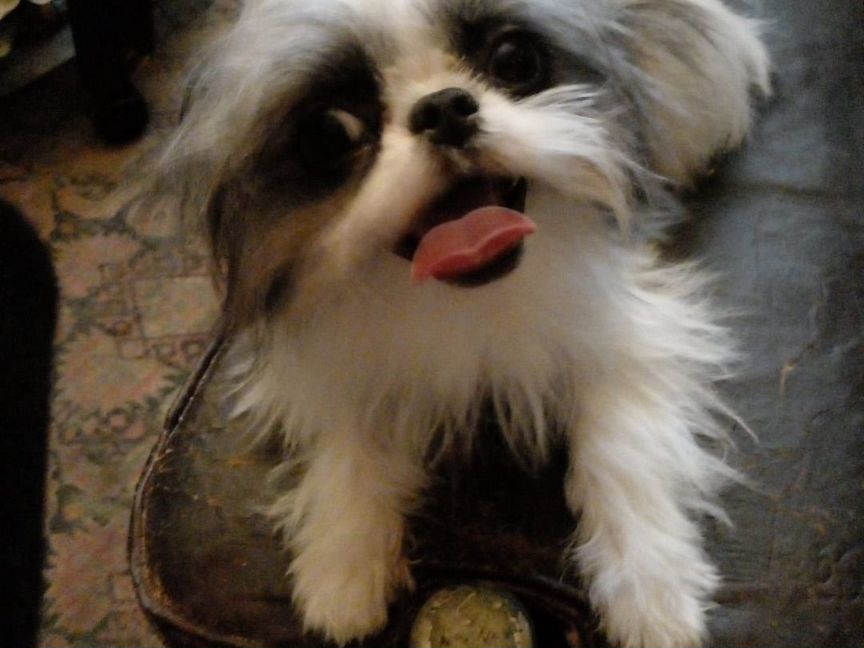 Собака болонка