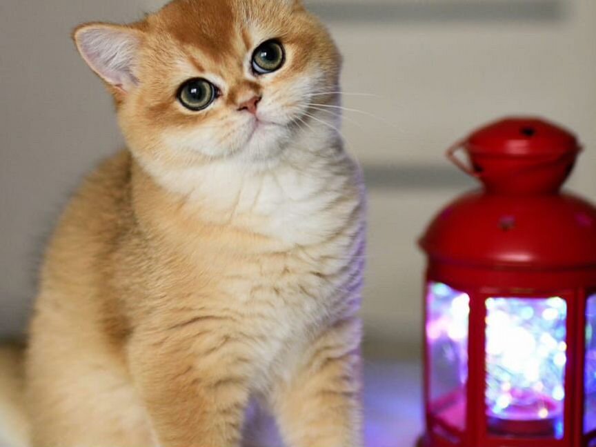 Британский котенок. Ласковый ребенок