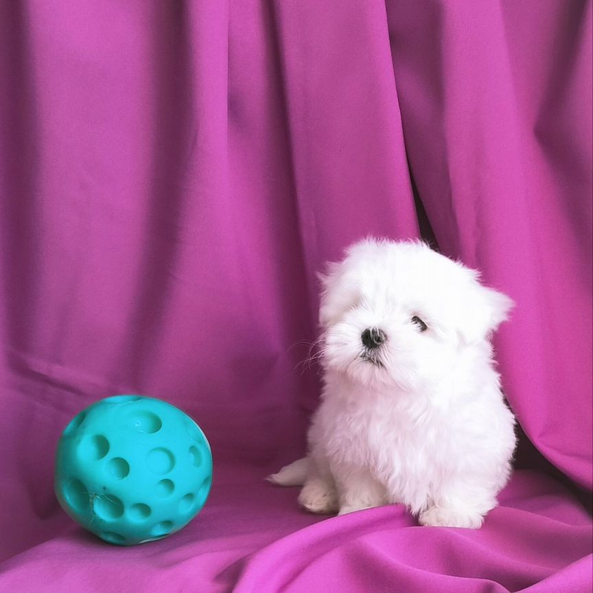 Щенки мальтезе