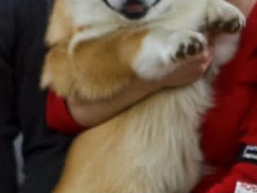 Щенки корги