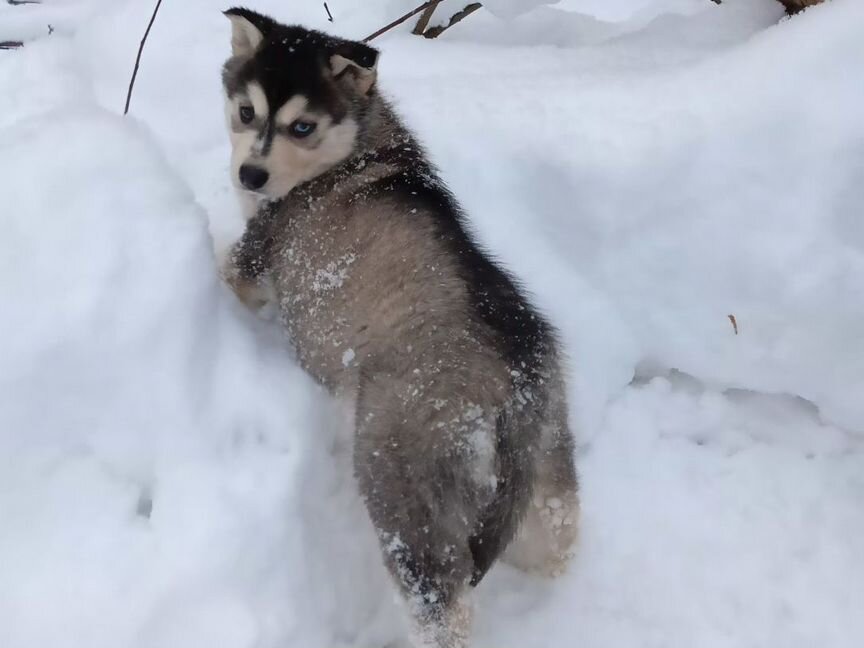 Щенок сибирской хаски девочка