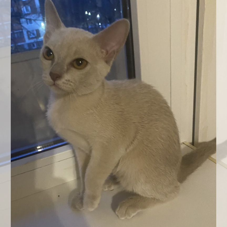 Бурманские котята