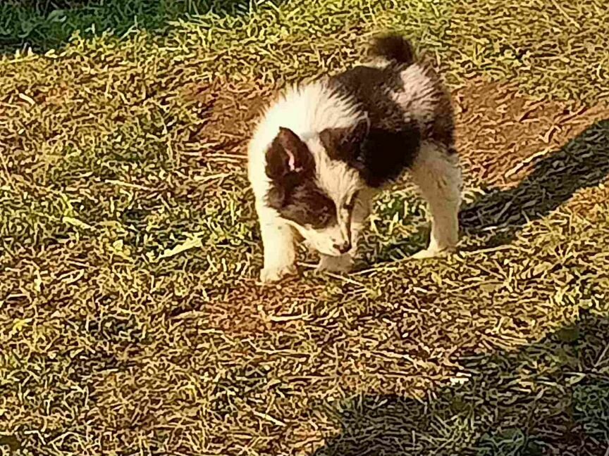 Маленькие щенки ищут дом