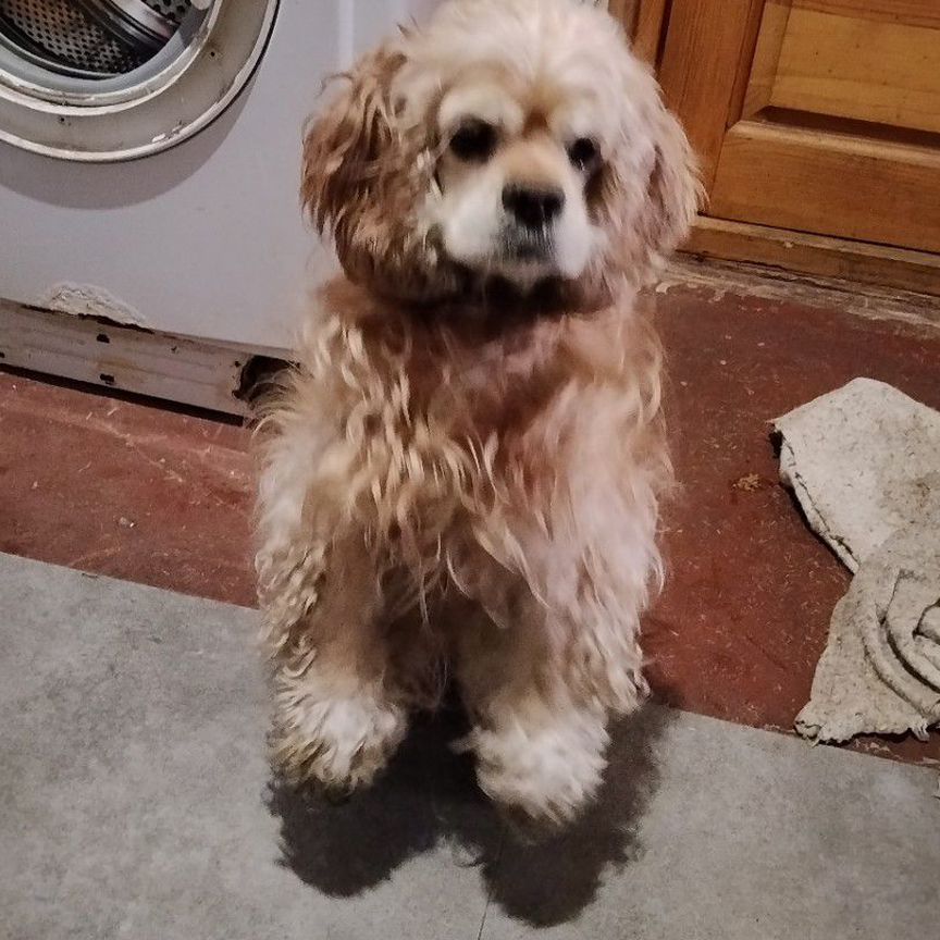 Английский кокер-спаниель, взрослая собака