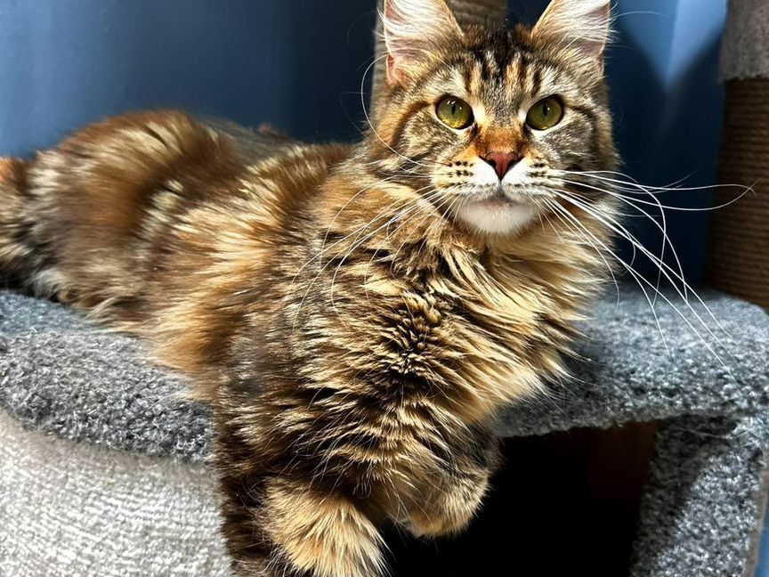 Котята мейн-кун полидакт 7/6/6/6