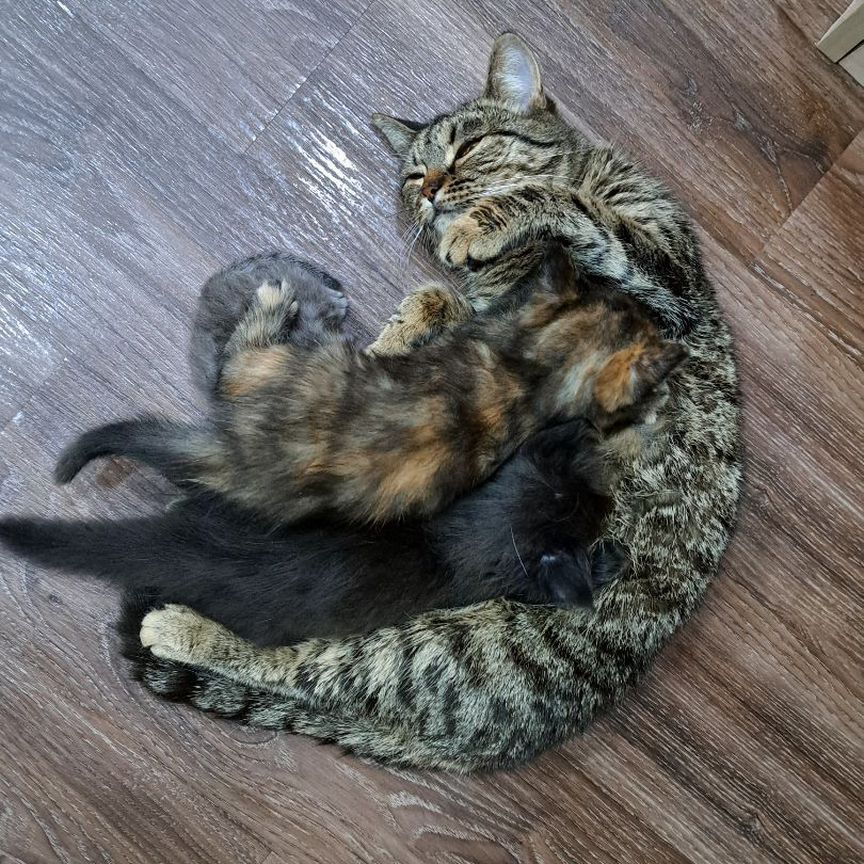 Ласковые котята