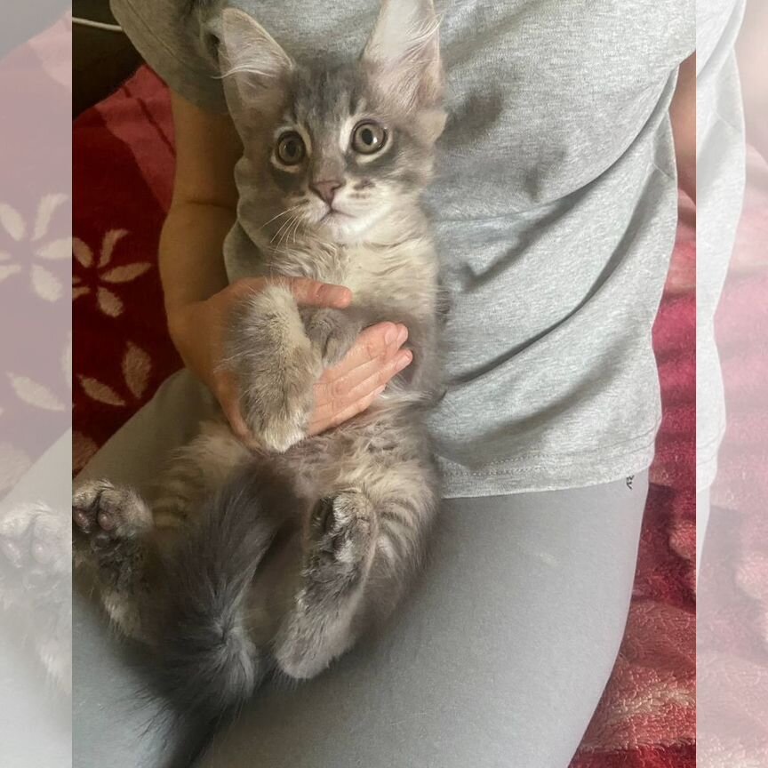 Пристраиваются в добрые руки
