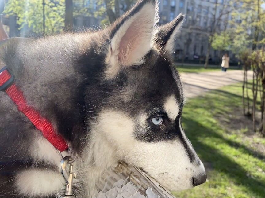 Сибирский хаски