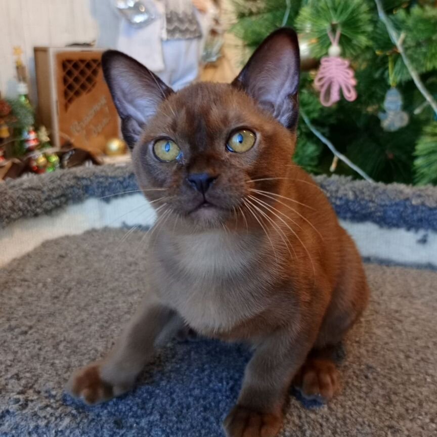 Кошечка соболь