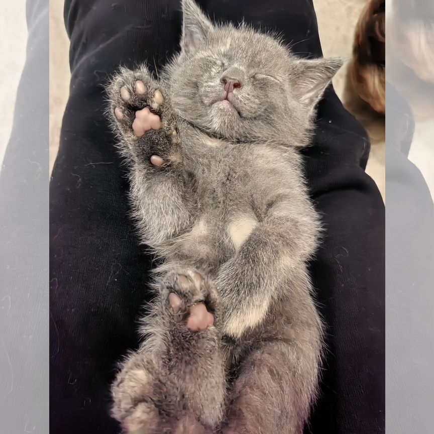 Котёнок в добрые руки