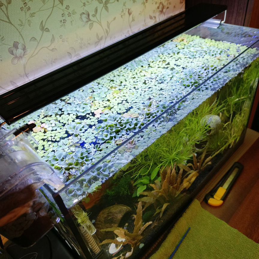 Сильвиния прополка