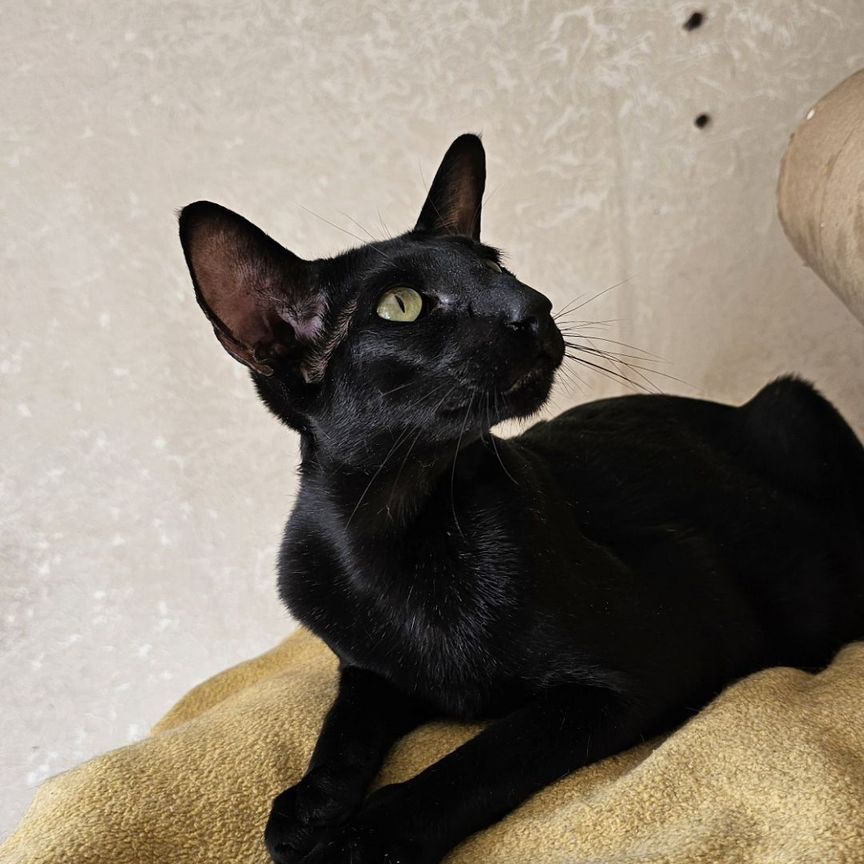 Ориентальная девочка 4 года