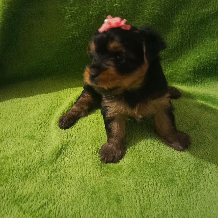 Йоркширский терьер, щенок