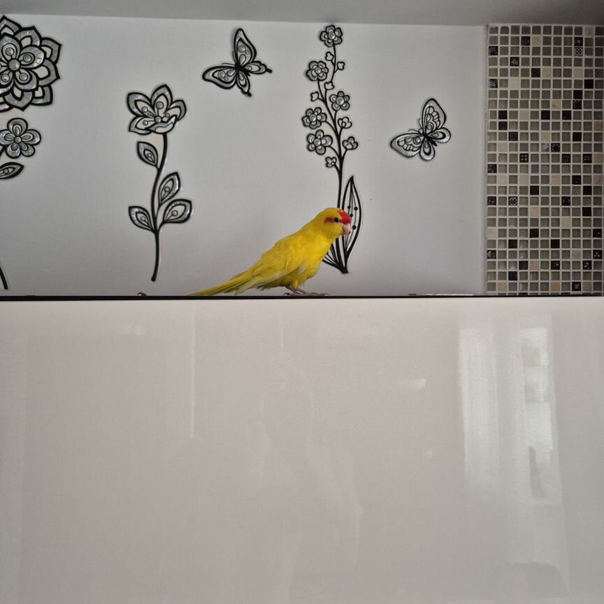 Попугай какарик ручной