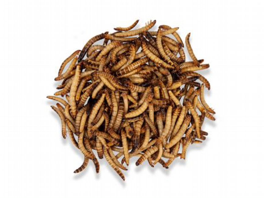 Зофобас замороженный (упак - 50 шт.)