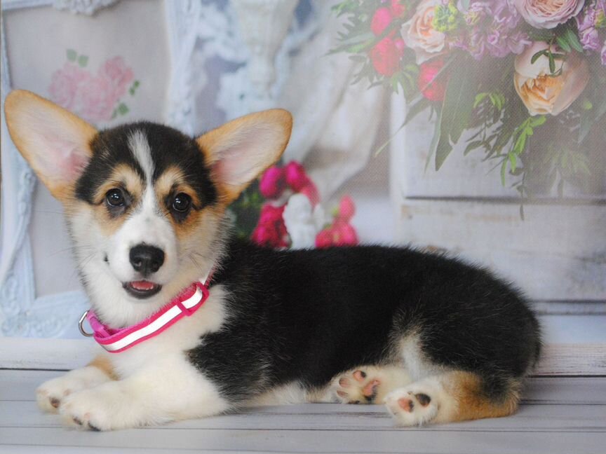 Вельш-корги пемброк