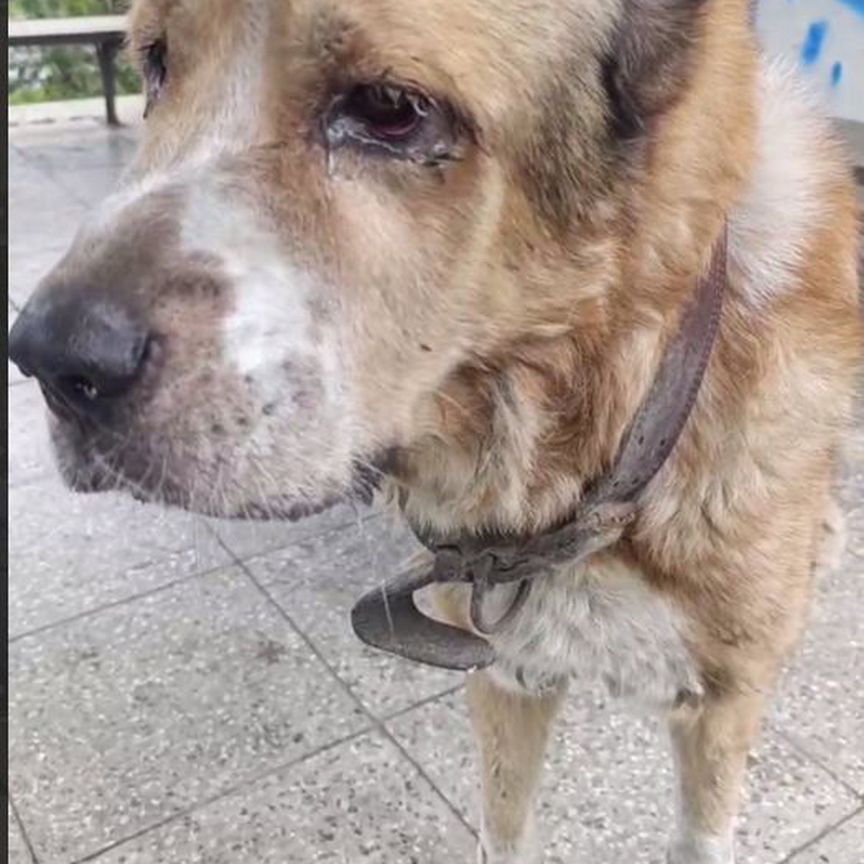 Алабай в добрые руки