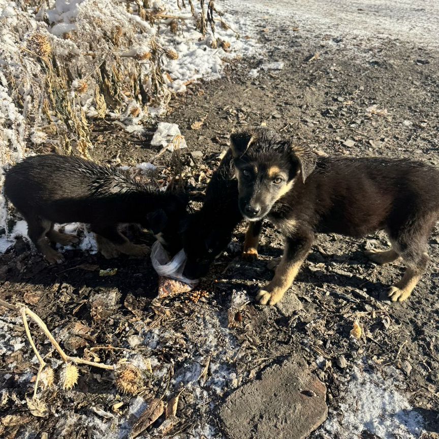 Щенок в добрые руки