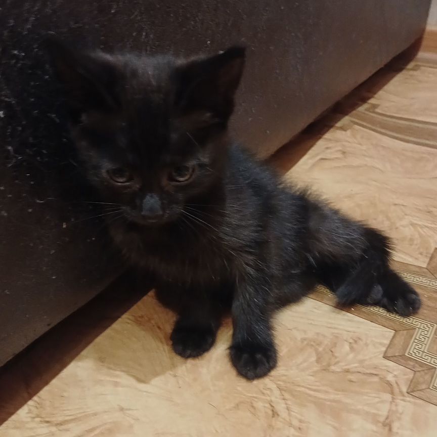 Котята в добрые руки бесплатно мальчик