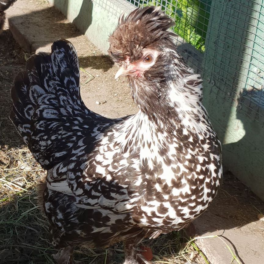 Инкубационное яйцо Павловских (золото, серебро)