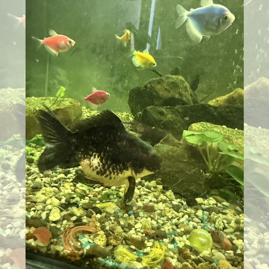 Рыба телескоп большая