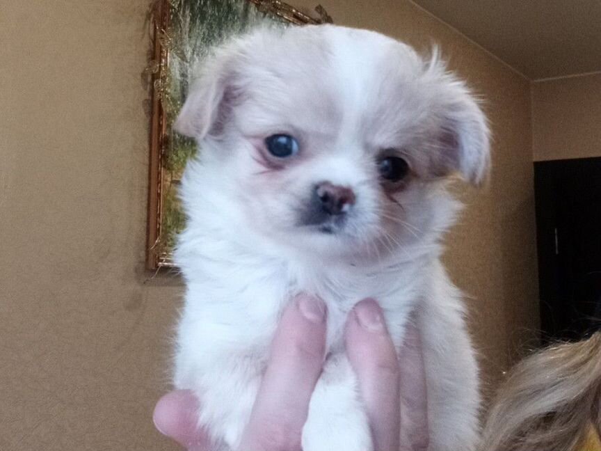 Девочки чихуашечки