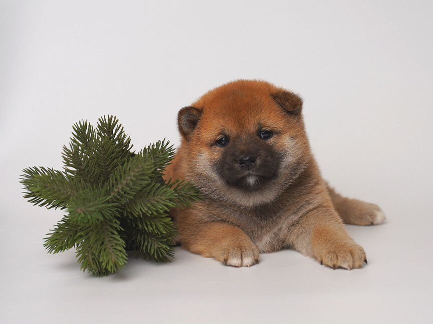 Щенки сиба шиба ину