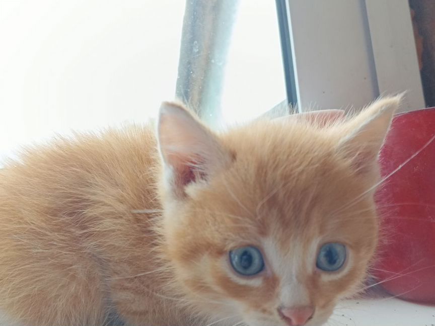 Раздаëм котят