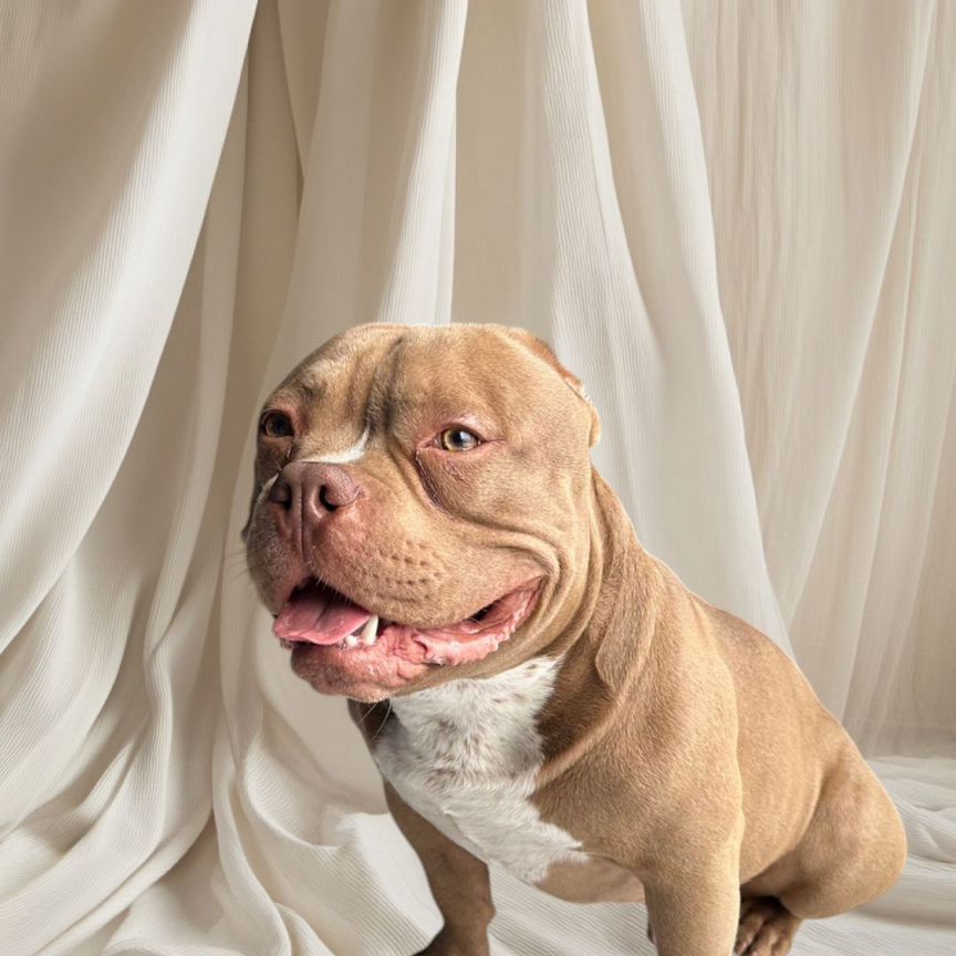 Амбулли покет