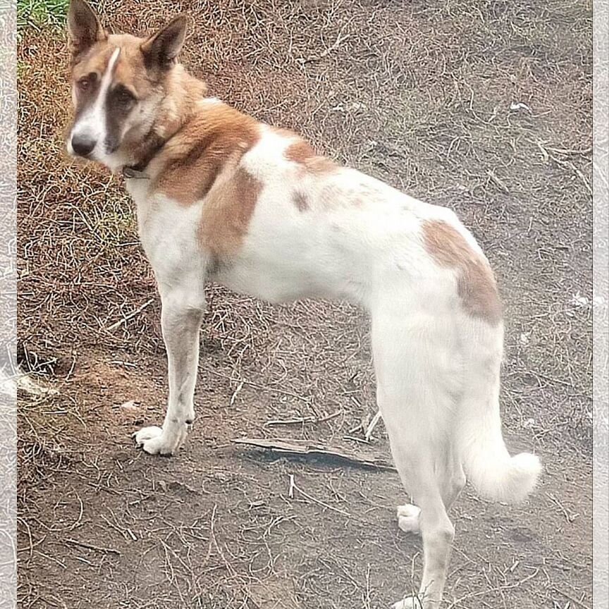 Взрослая собака в добрые руки