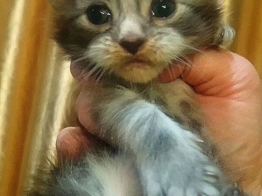 Котята мейн-кун