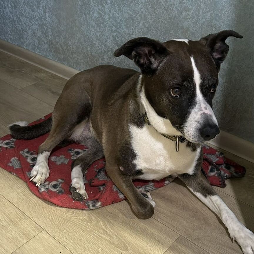 Собака в добрые руки