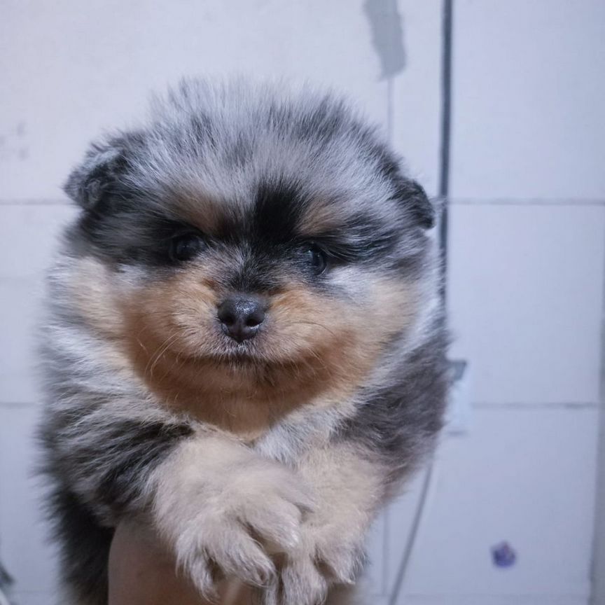 Щенки шпица