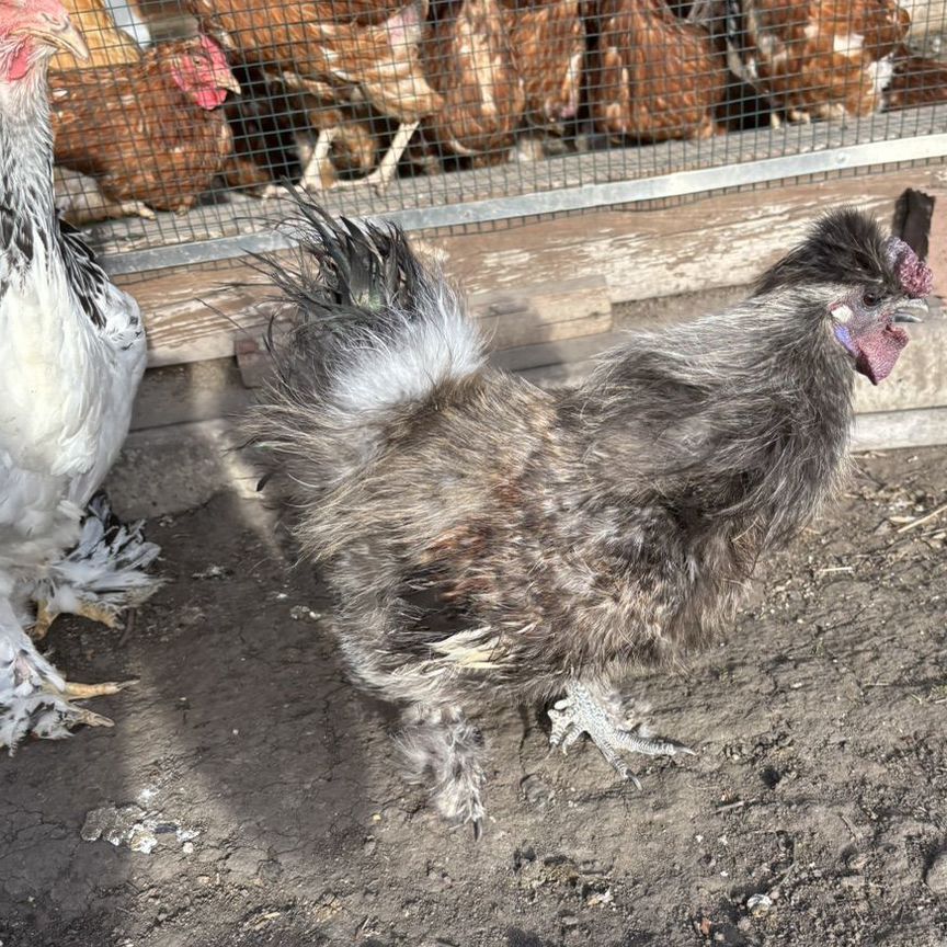 Продам двух красивых и поющих щелковых петуха