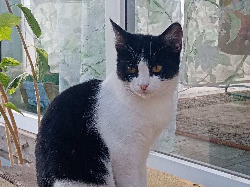 Котёнок