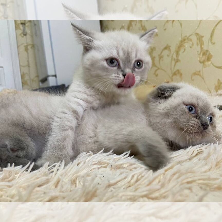 Котята шотландцы вислоухая и прямоухая