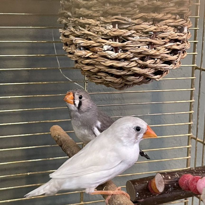 Продам Амадинов