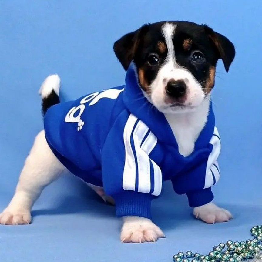 Джек-рассел-терьер, щенок