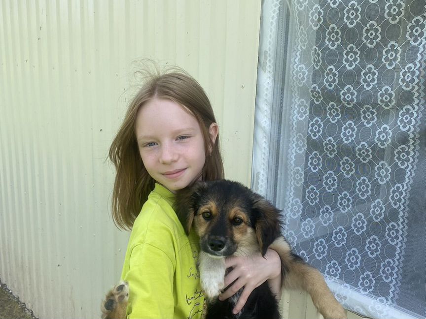 Собака в добрые руки