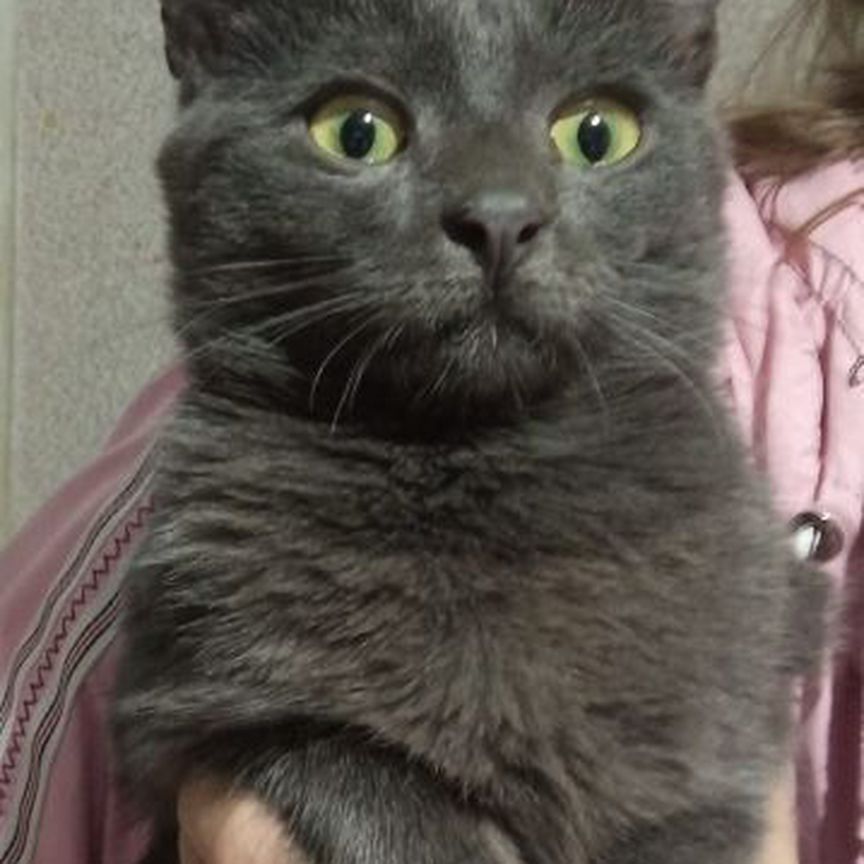 Кошки